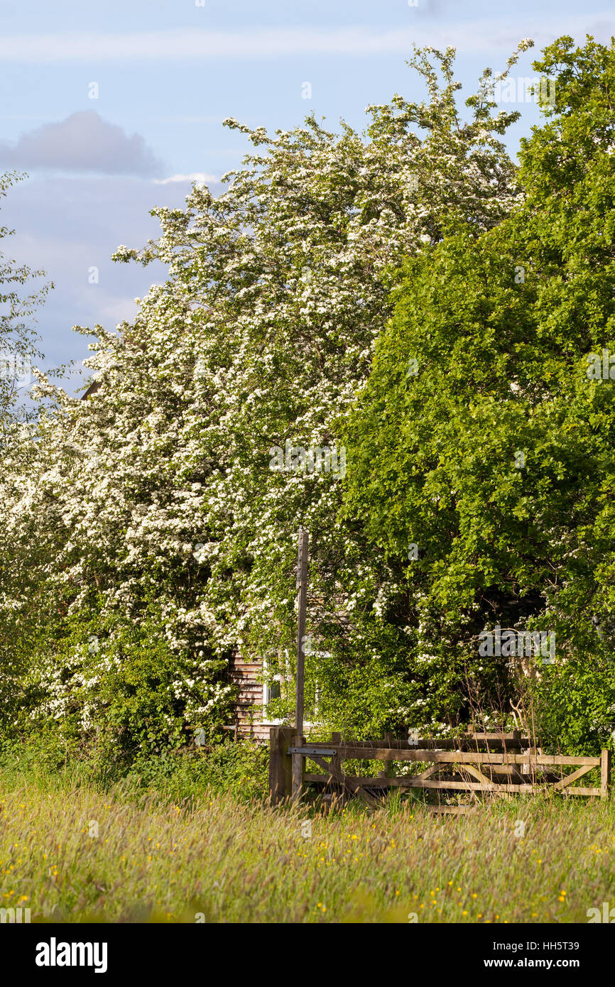 Hawthorne old hi-res stock photography and images - Alamy