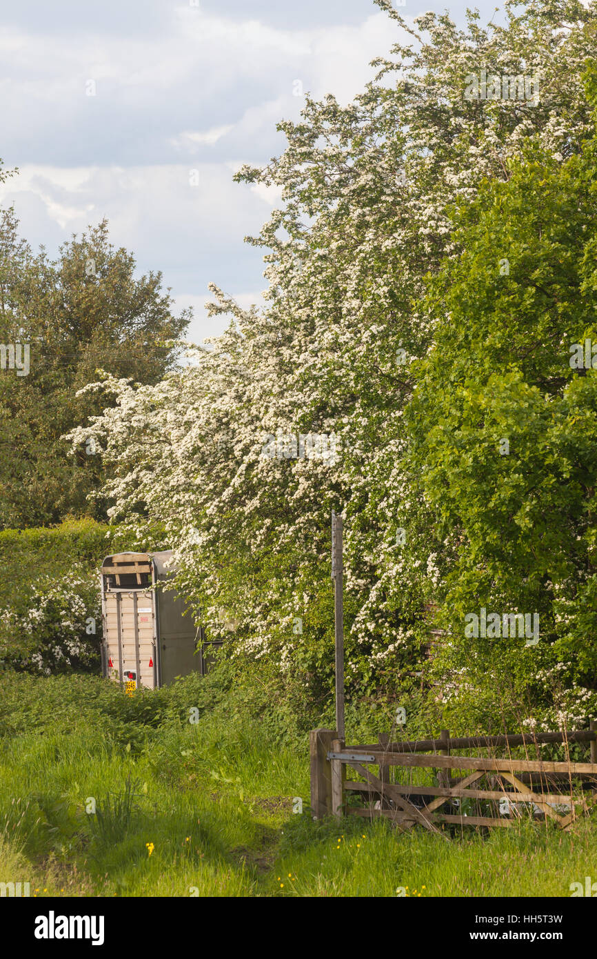 Mature Hawthorne hedge Crataegus monogyna growing in an old hedgerow ...