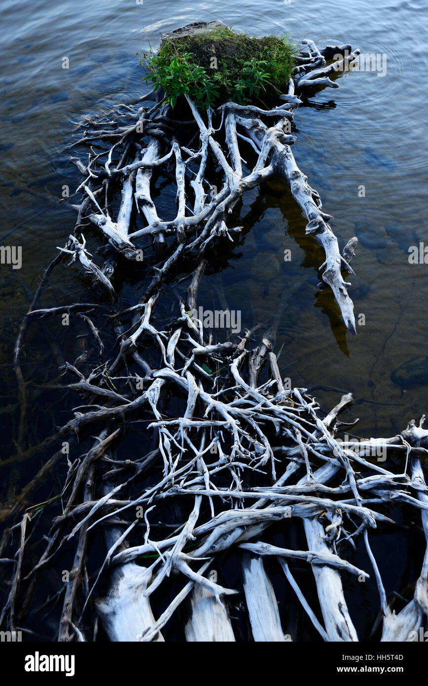 Plants underwater root system hi-res stock photography and images - Alamy