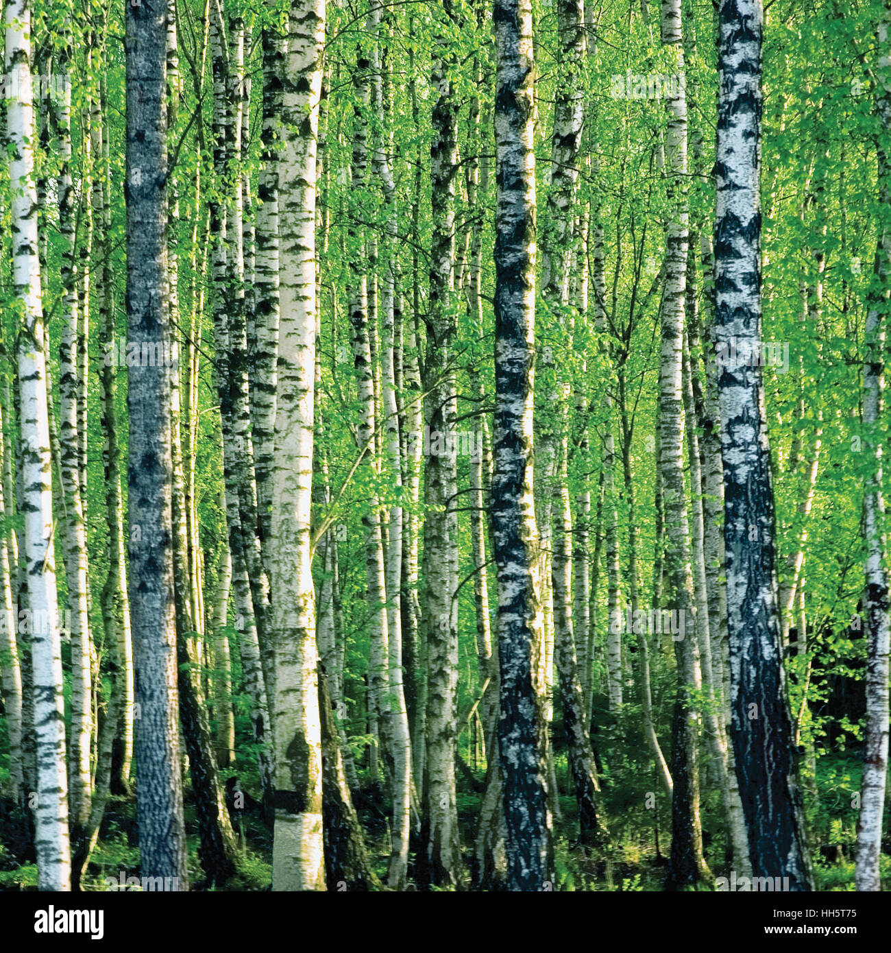Birch tree grove at spring, large detailed forest background, birches ...