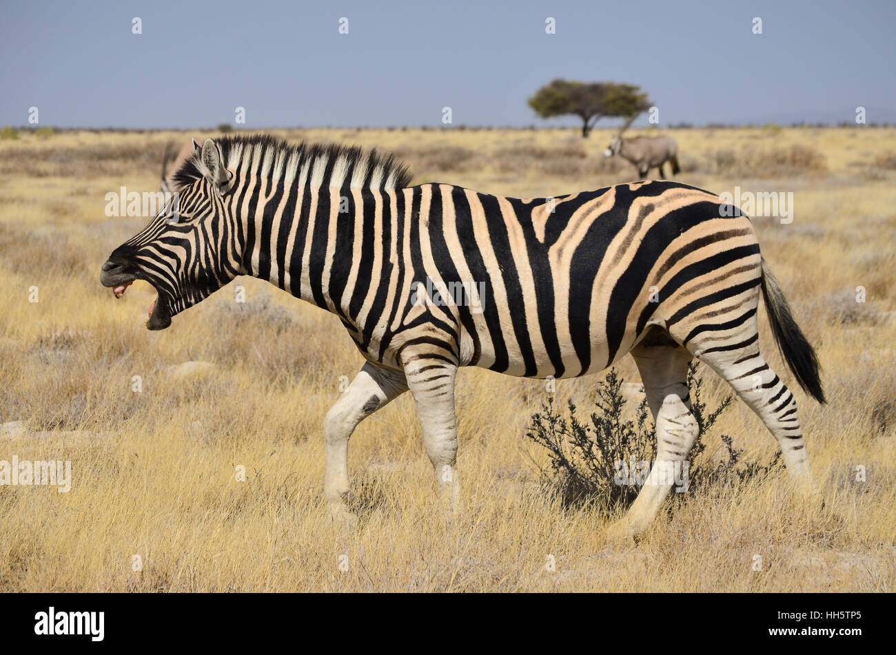 Zebra on etosha savanna hi-res stock photography and images - Alamy