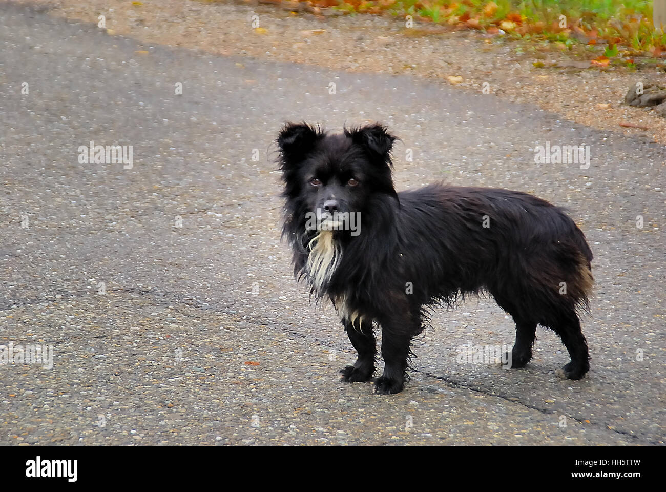 Bucovina, Romania. A little a cute stray dog along a road. The stray ...
