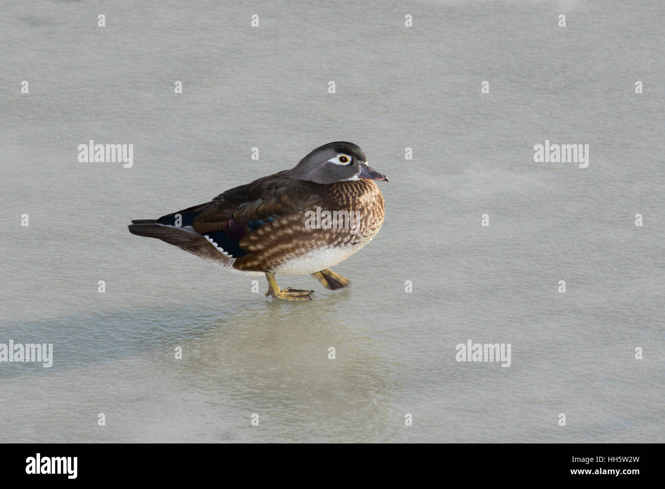 Wood duck, George C Reifel Migratory Bird Sanctuary, British Columbia ...