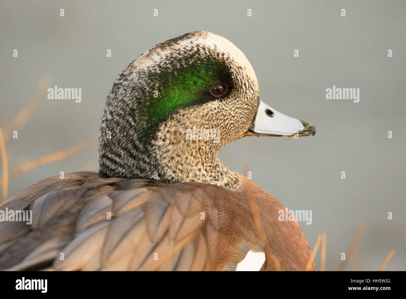 Widgeon, George C Reifel Migratory Bird Sanctuary, British Columbia ...