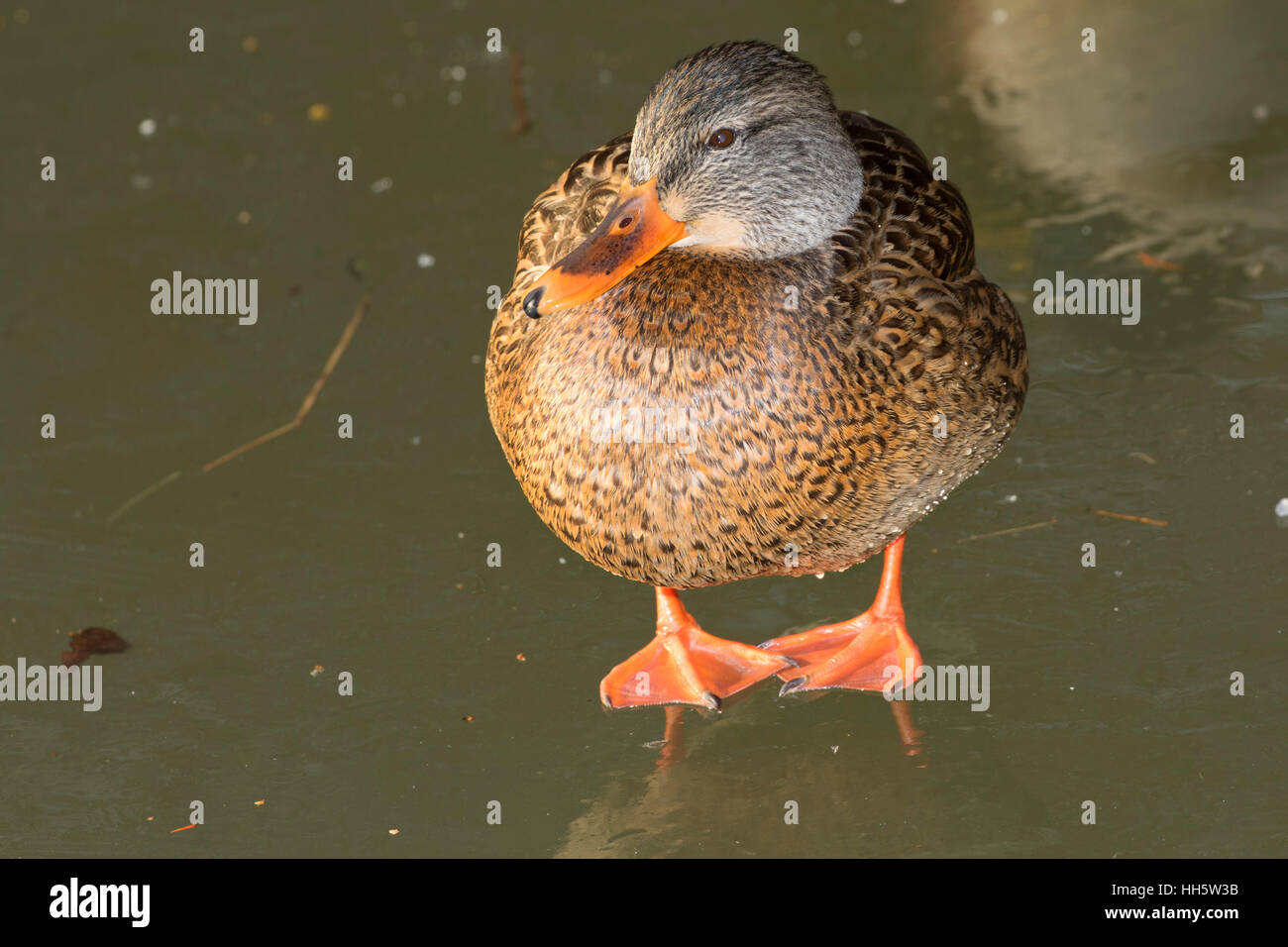 George reifel hi-res stock photography and images - Alamy