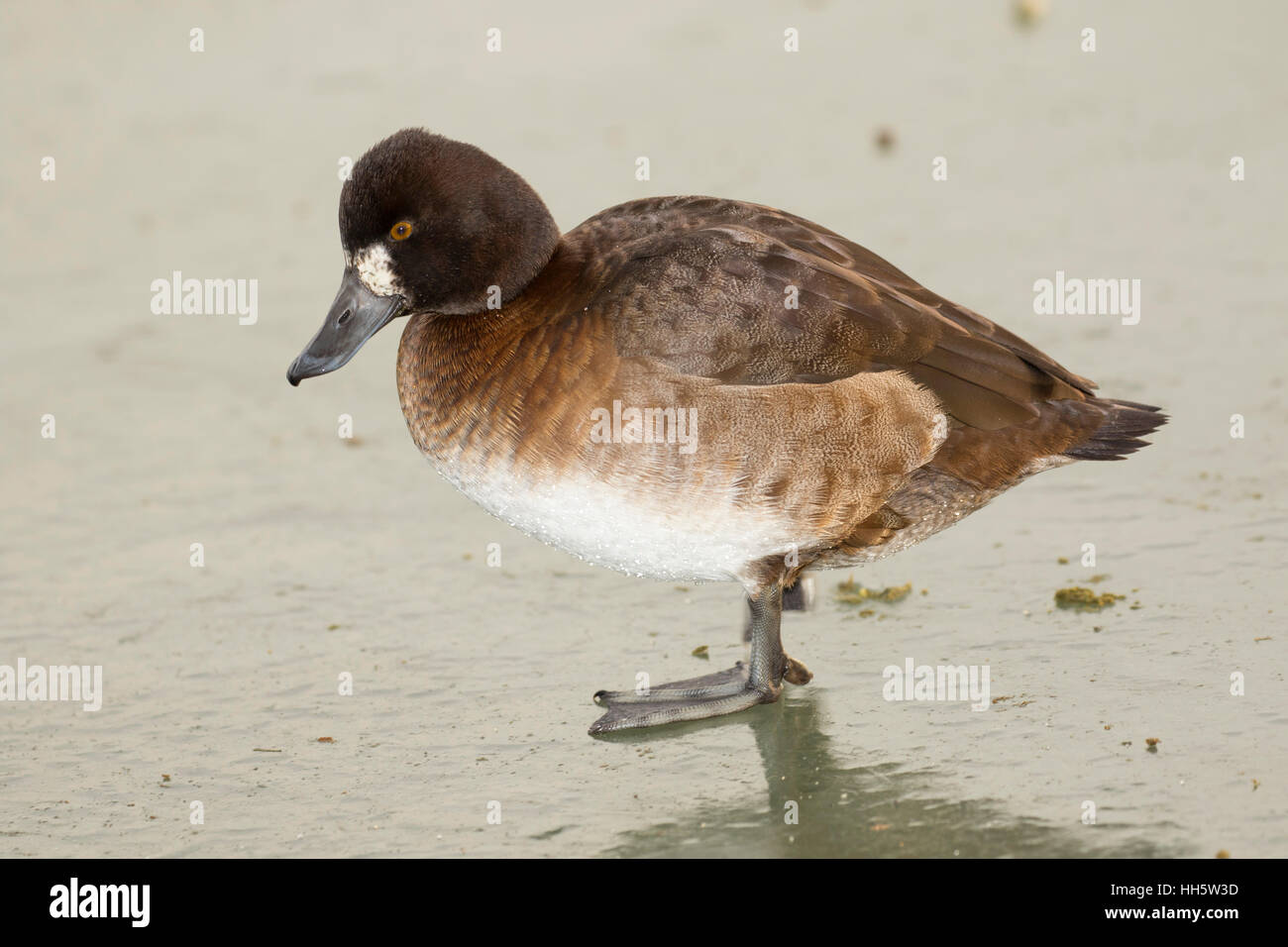 Lesser scaup, George C Reifel Migratory Bird Sanctuary, British ...