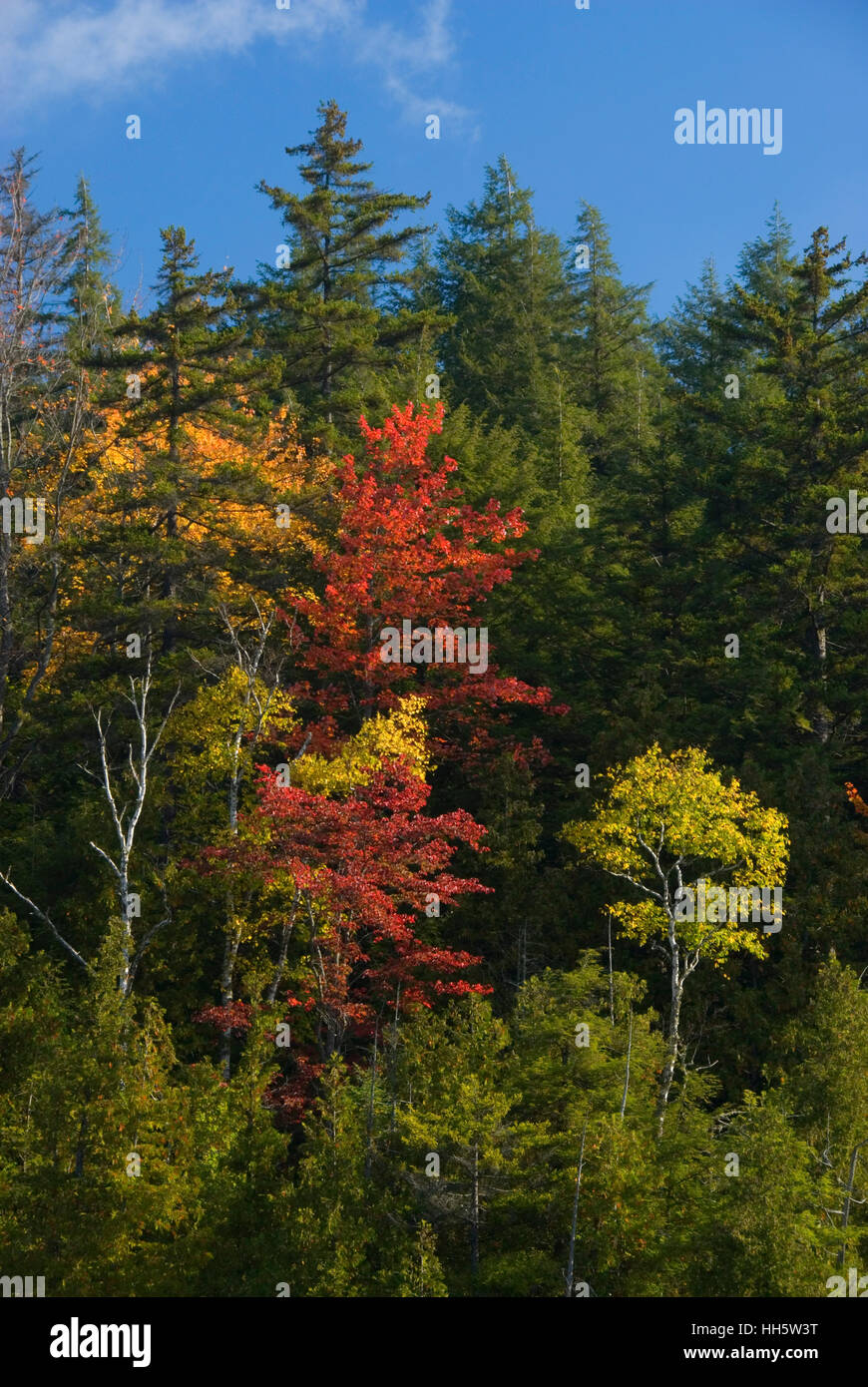 Forest along Upper Saranac Lake, Saranac Lake Wild Forest, Adirondack ...