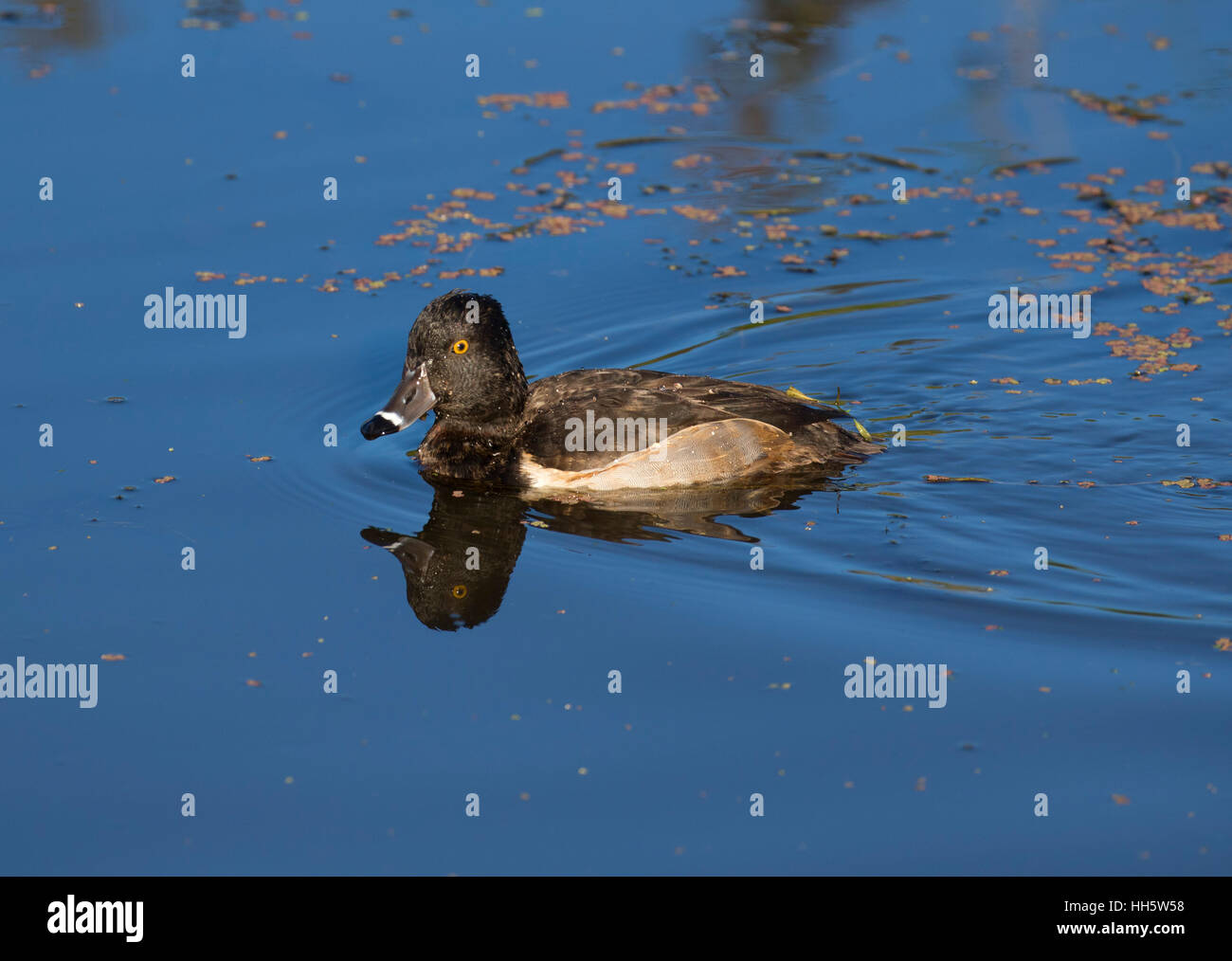 Ring-necked duck, Ridgefield National Wildlife Refuge, Washington Stock ...