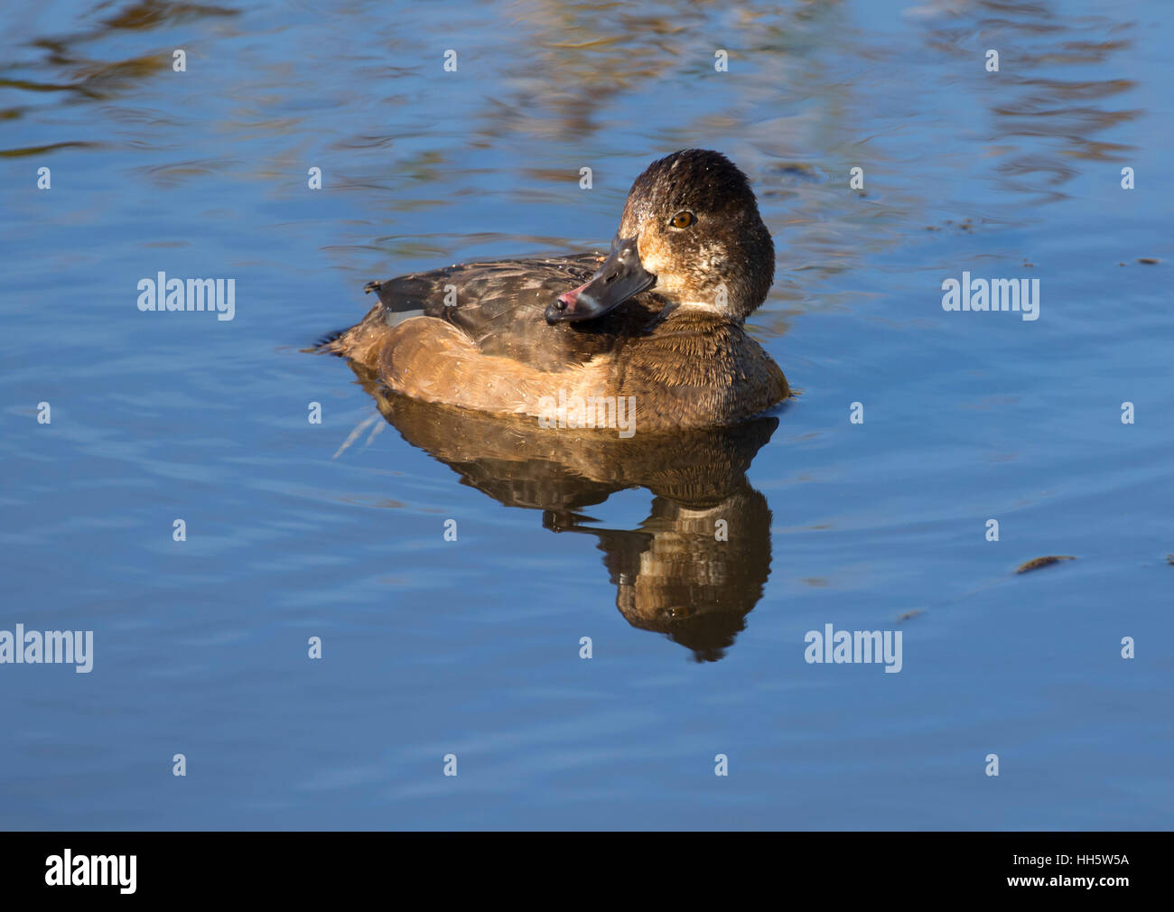 Ring-necked duck, Ridgefield National Wildlife Refuge, Washington Stock ...