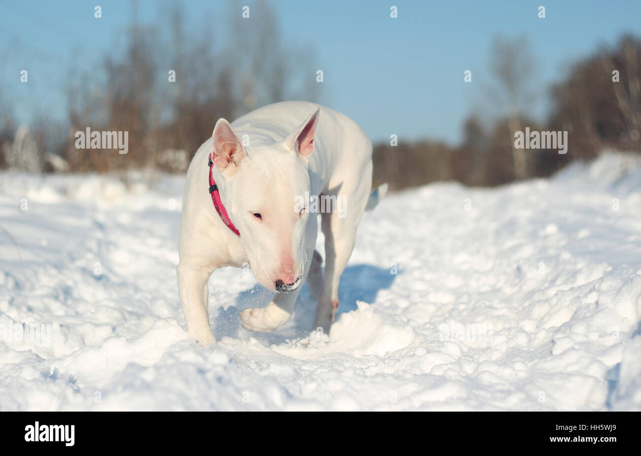 Angry bull terrier hi-res stock photography and images - Alamy