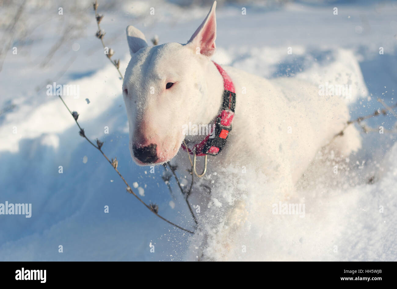 Angry bull terrier hi-res stock photography and images - Alamy