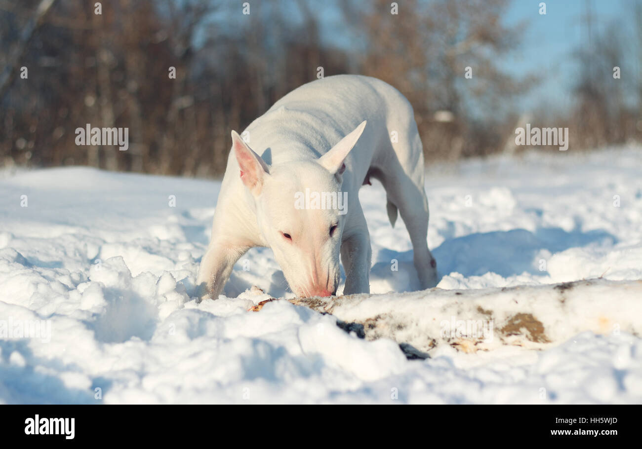 White English Bull Terrier play with a stick on nature Stock Photo - Alamy
