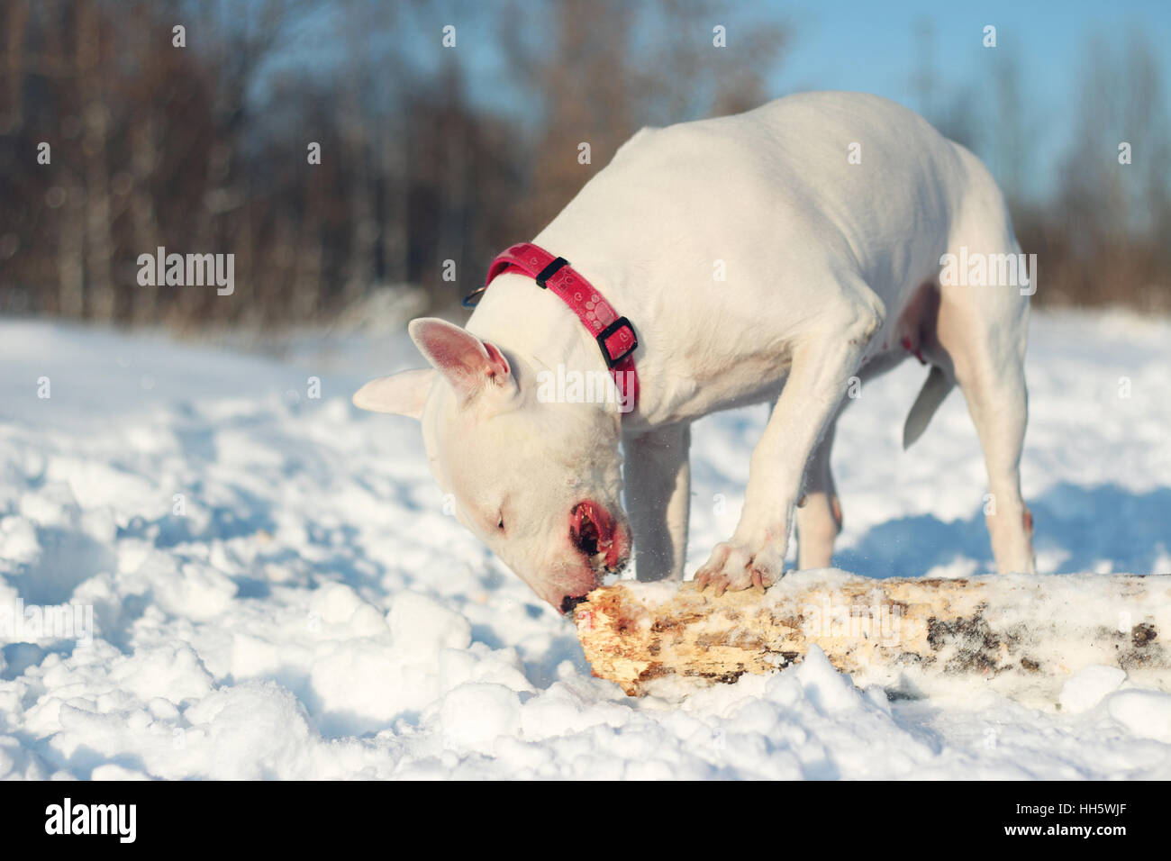 White English Bull Terrier play with a stick on nature Stock Photo - Alamy