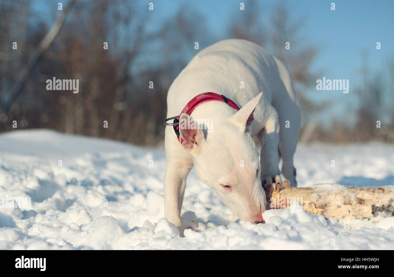 White English Bull Terrier play with a stick on nature Stock Photo - Alamy
