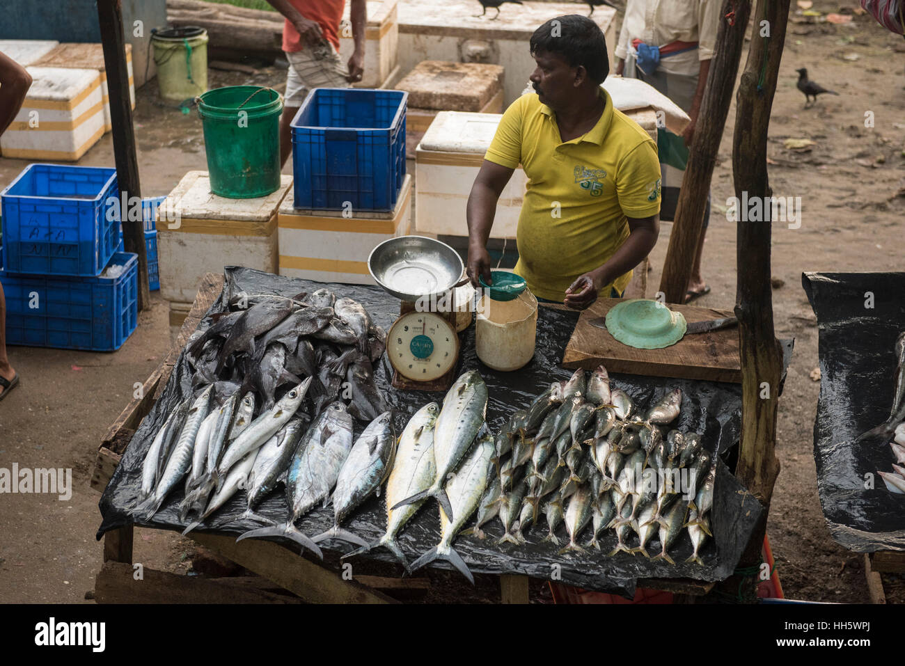 Fish market, Galle, Sri Lanka Stock Photo - Alamy