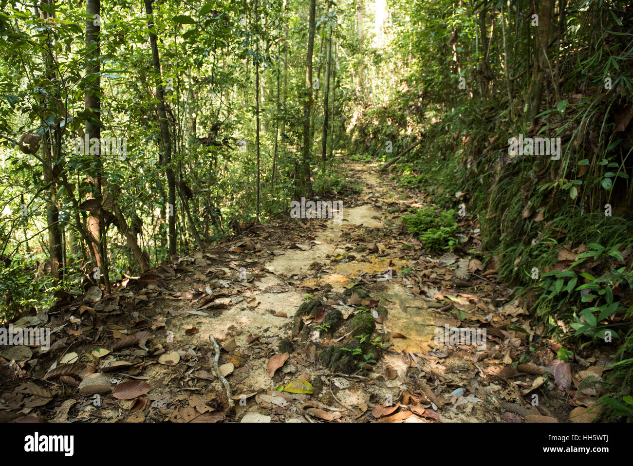 Kottawa rainforest hi-res stock photography and images - Alamy