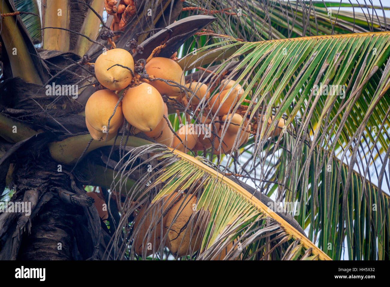 Coconut palm tree with ripe coconuts under blue sky Stock Photo - Alamy