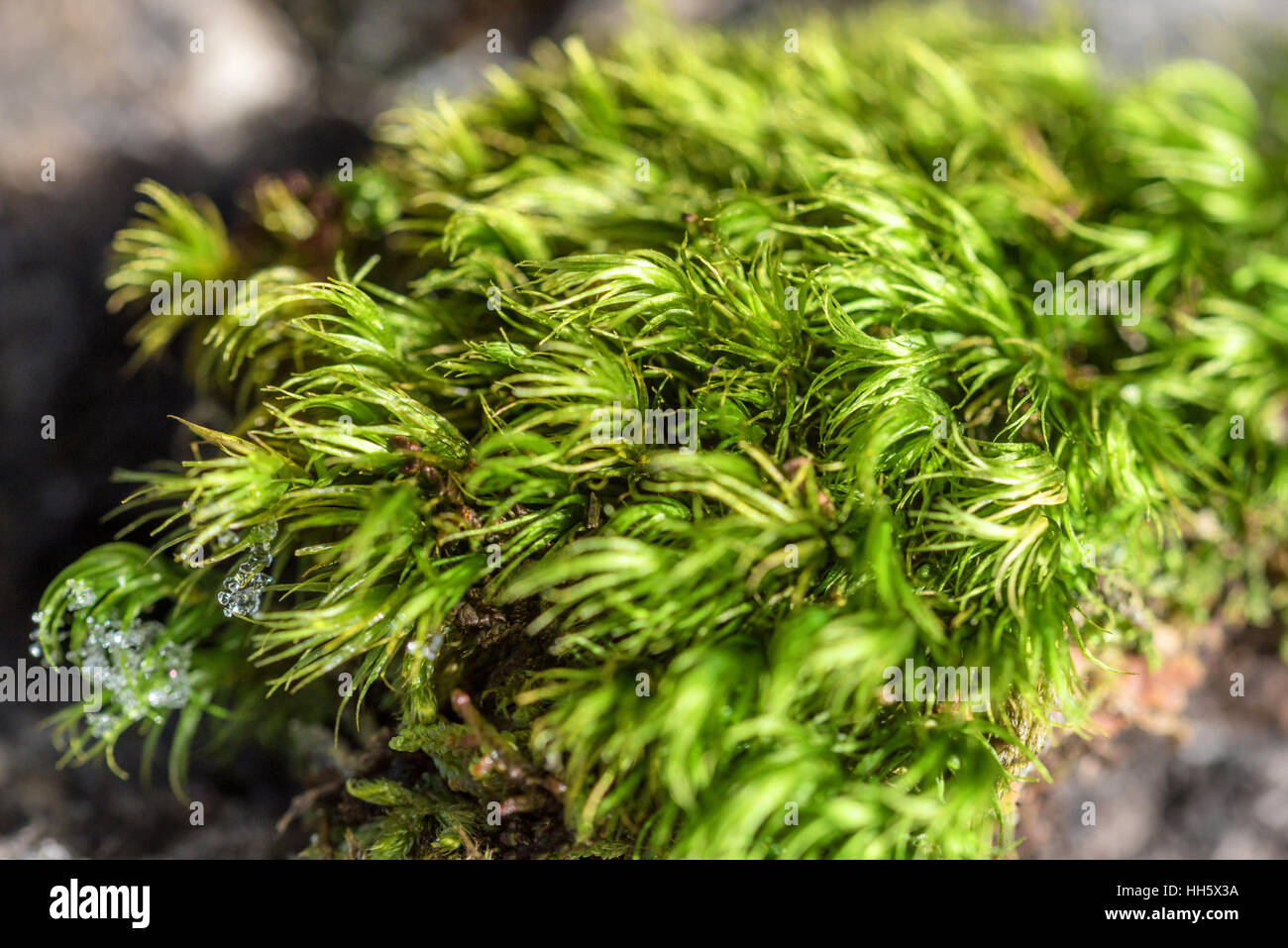 Close-up of beautiful green moss covered timber surface Stock Photo - Alamy