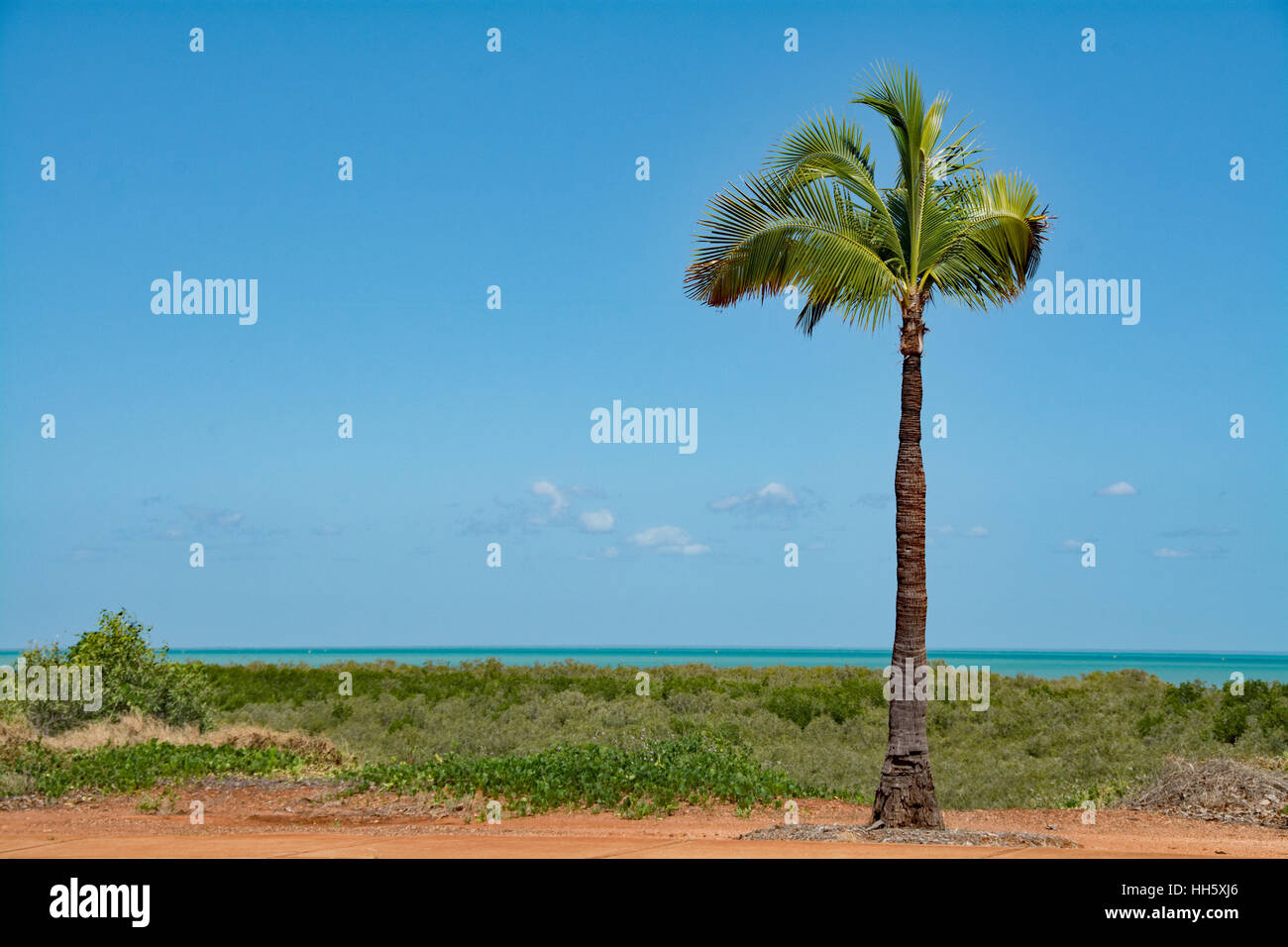 Palm tree by the beach in Broome, Western Australia with blue sky ...