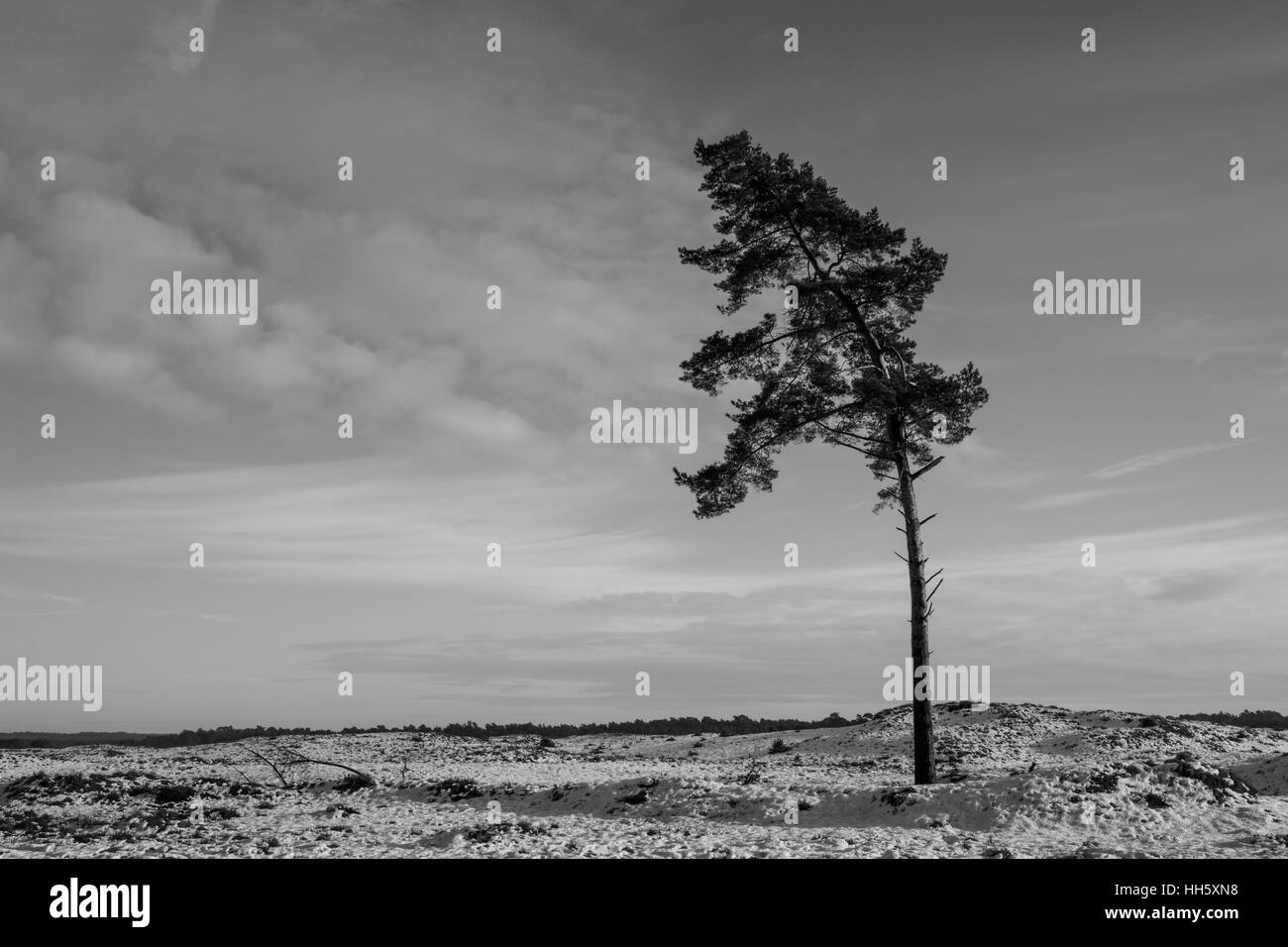 Standing alone tree hi-res stock photography and images - Alamy