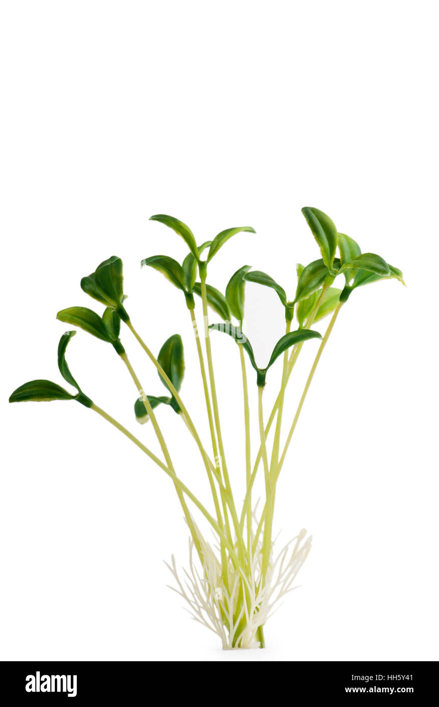 Planet earth plants cutout hi-res stock photography and images - Alamy