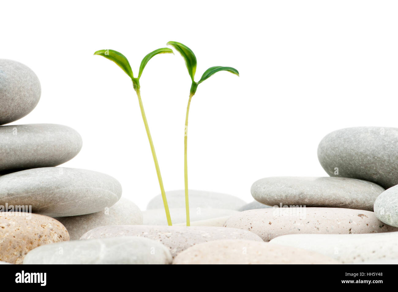 leaf, health, isolated, model, design, project, concept, plan, draft ...