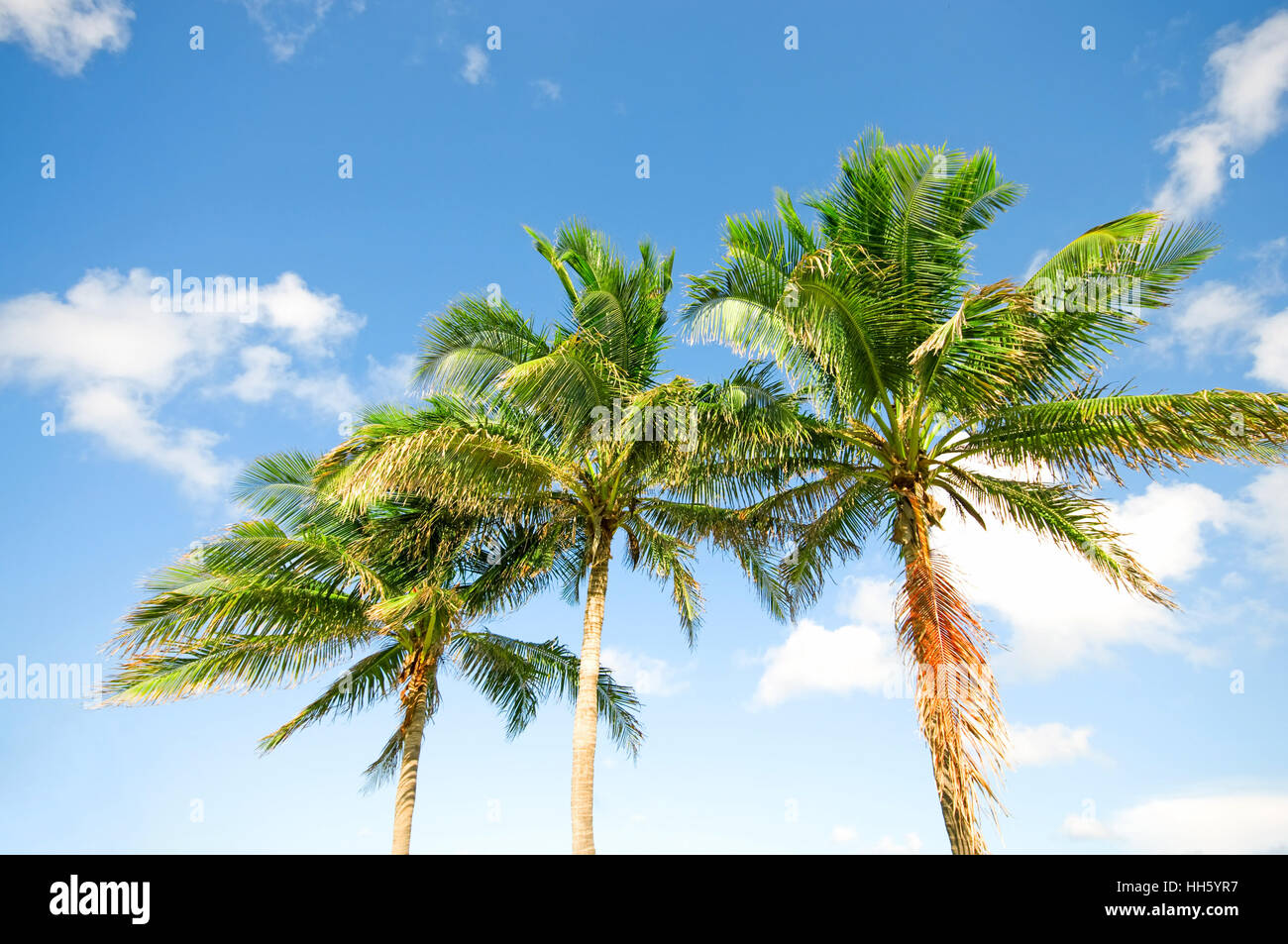 blue, beautiful, beauteously, nice, travel, tree, trees, holiday ...