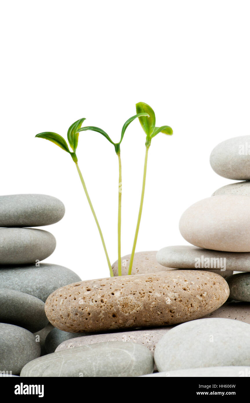 leaf, health, isolated, model, design, project, concept, plan, draft ...