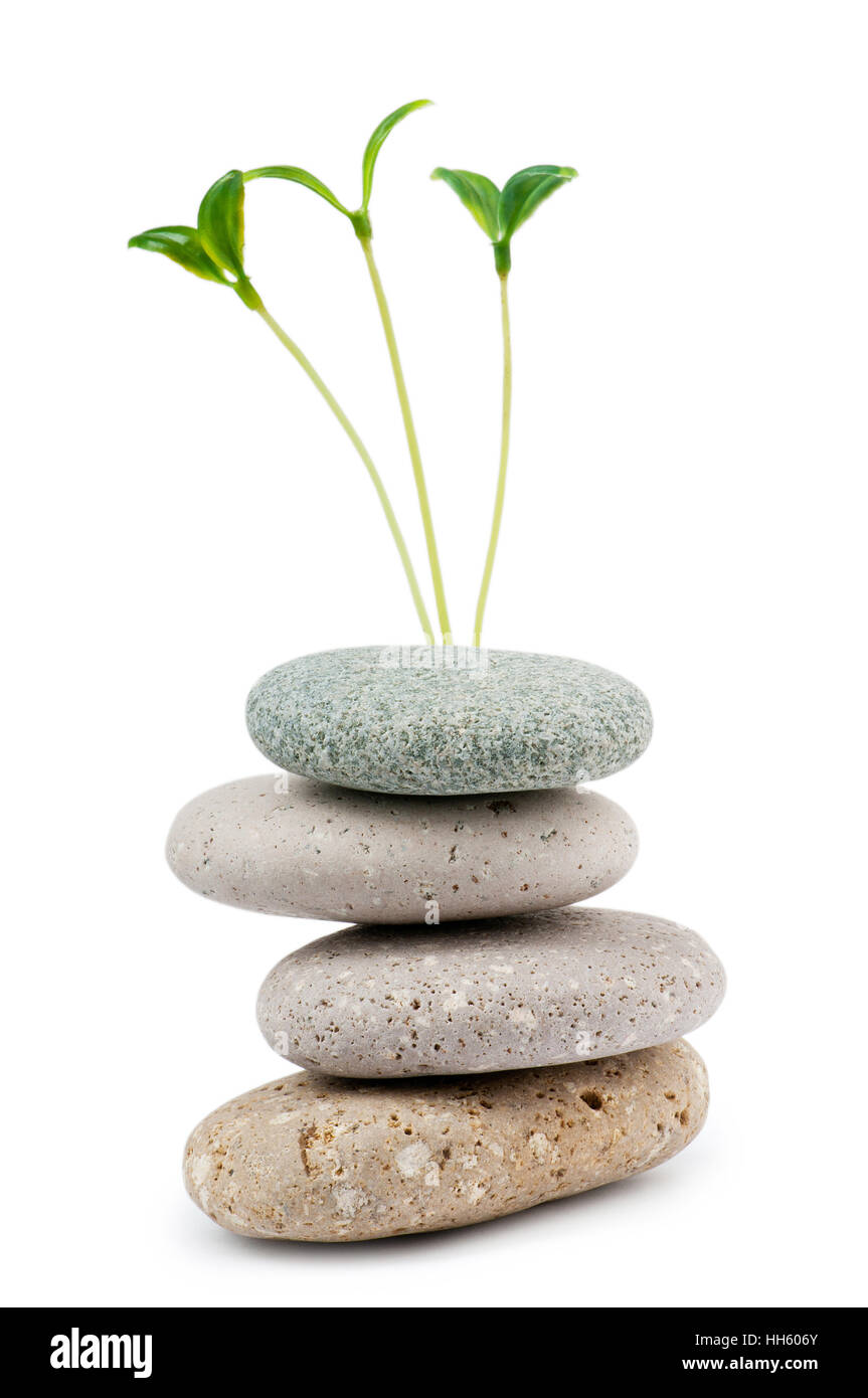 leaf, health, isolated, model, design, project, concept, plan, draft ...