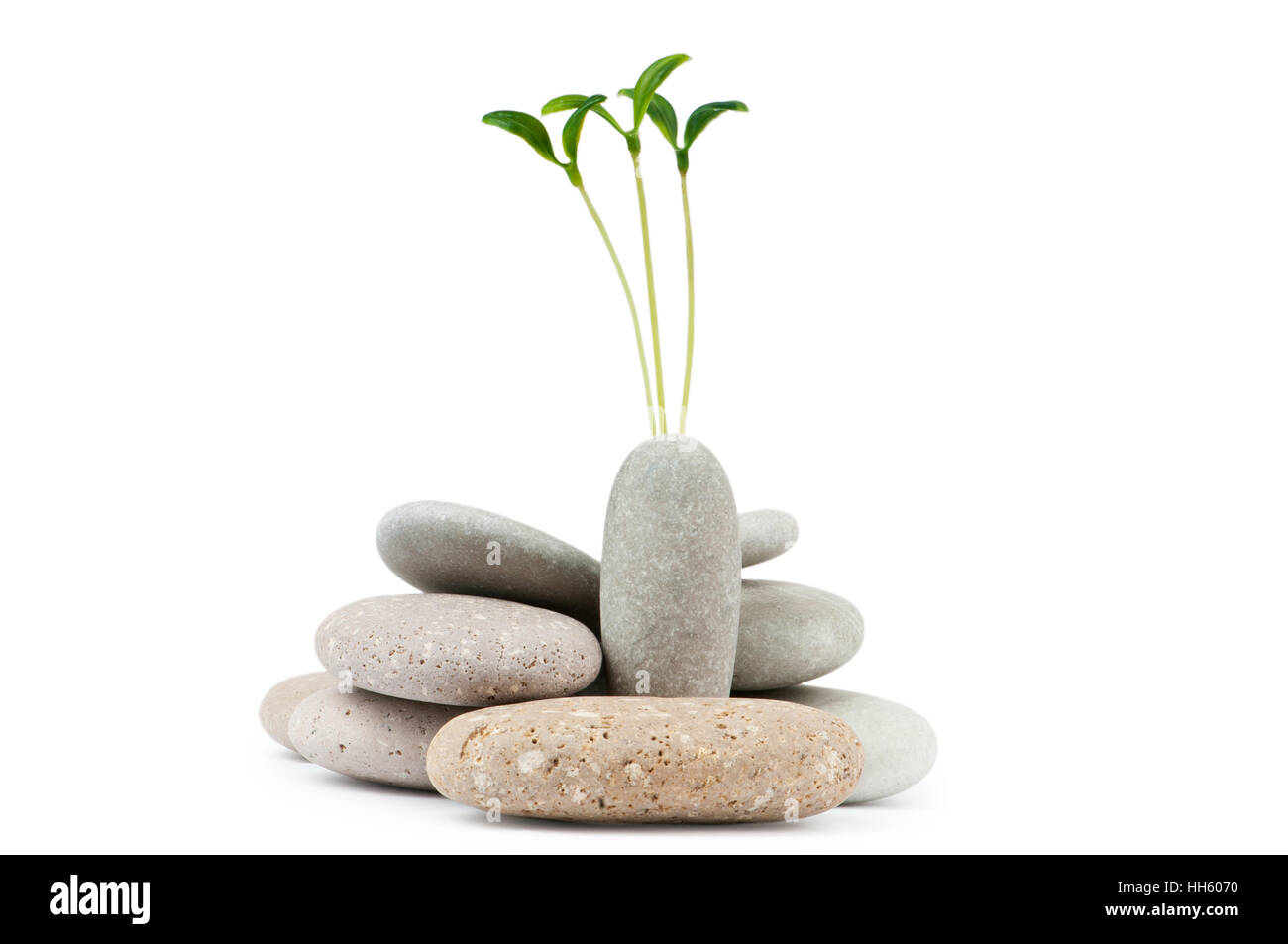 leaf, health, isolated, model, design, project, concept, plan, draft ...