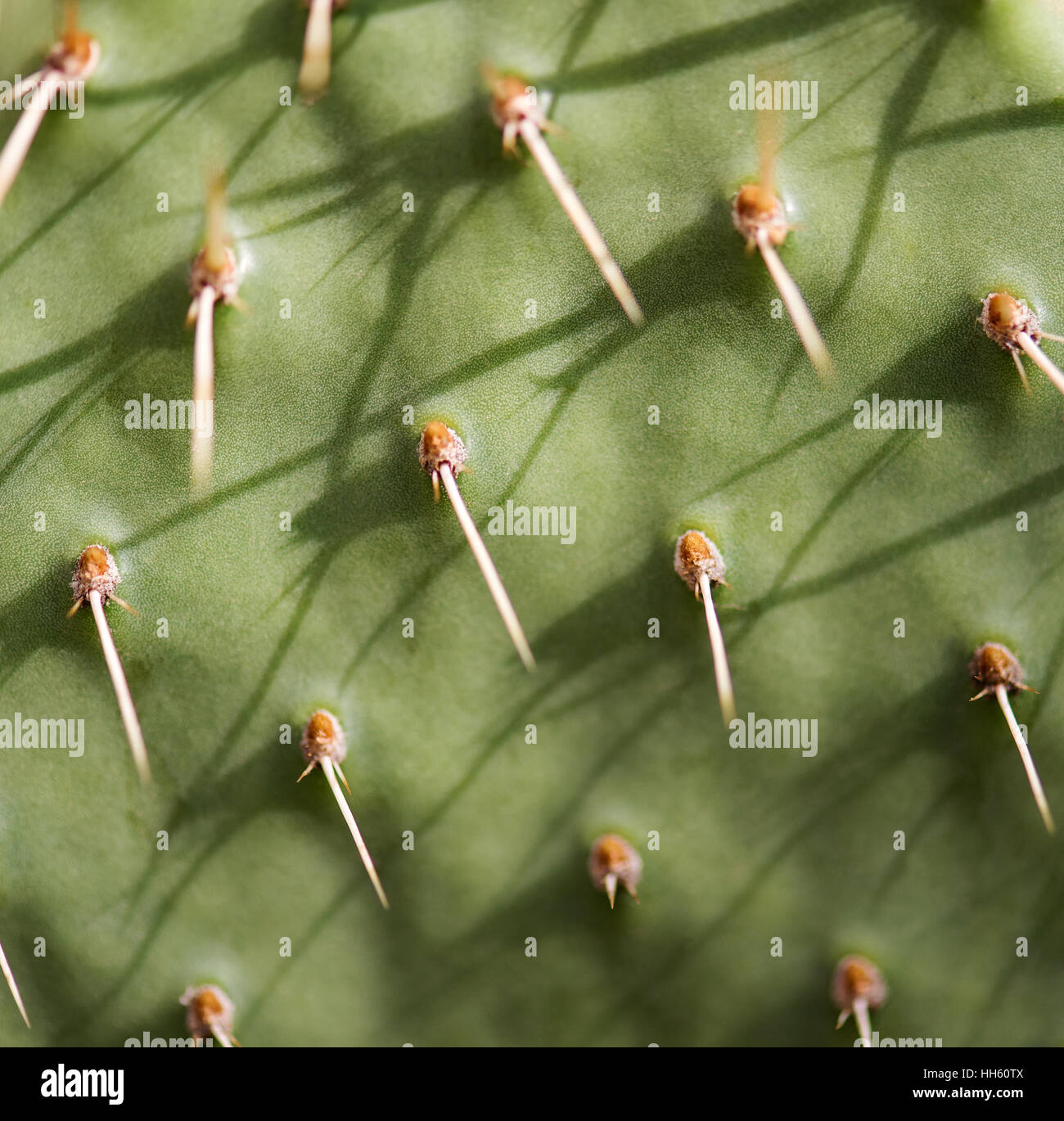 close up photo of cactus texture Stock Photo - Alamy