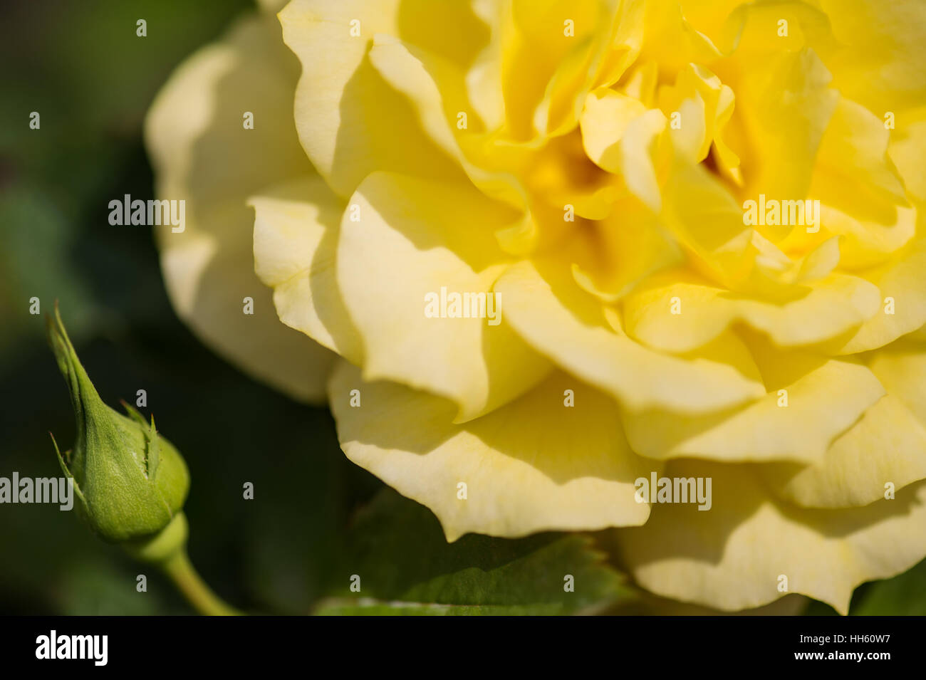 close up photo of blooming beautiful yellow rose Stock Photo - Alamy