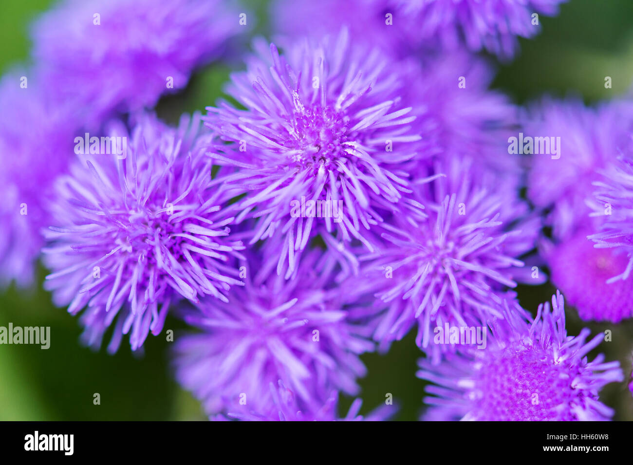 beautiful summer flower background Stock Photo - Alamy