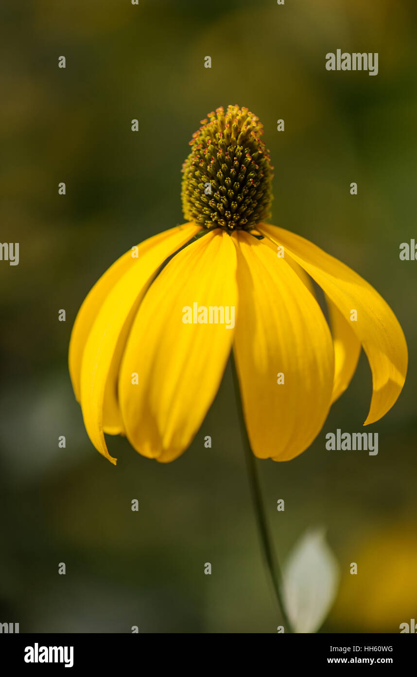 beautiful summer flower background Stock Photo - Alamy