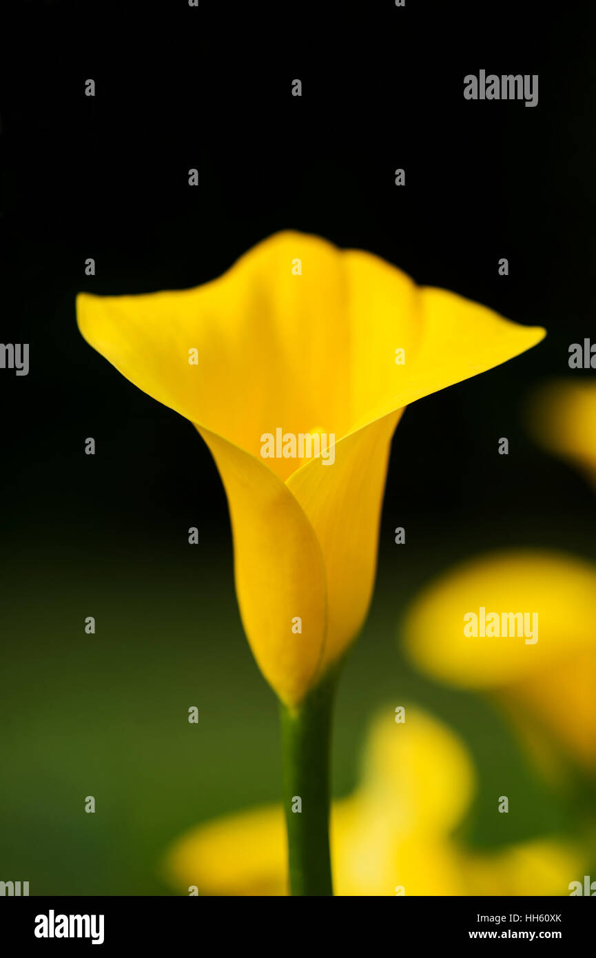 Beautiful lilly leaf hi-res stock photography and images - Alamy