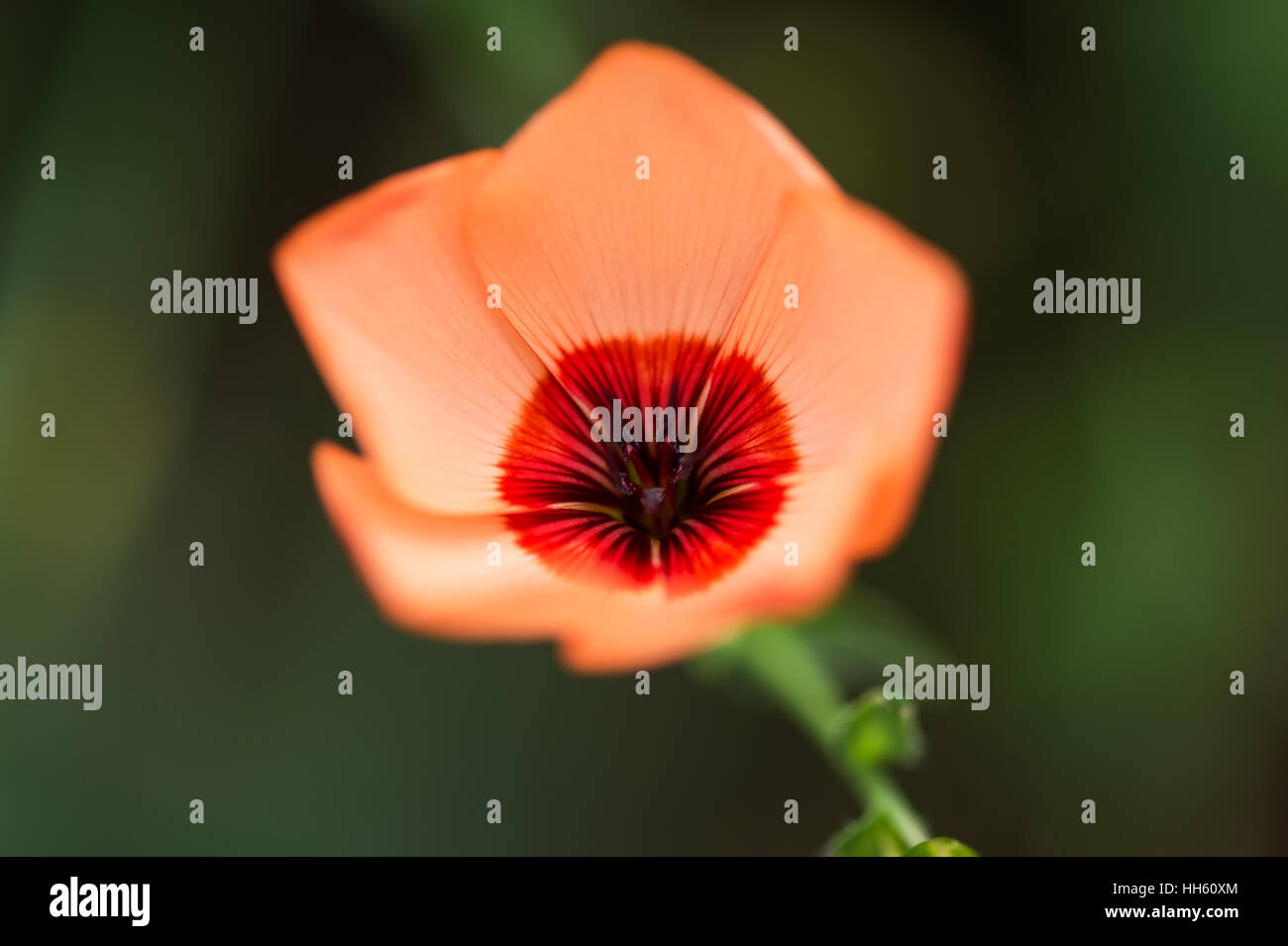beautiful summer flower background Stock Photo - Alamy