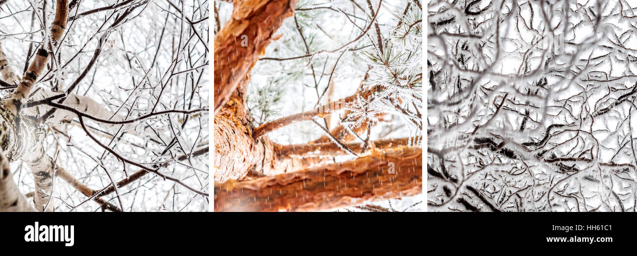collage of trees in winter, pine, willow and birch Stock Photo - Alamy