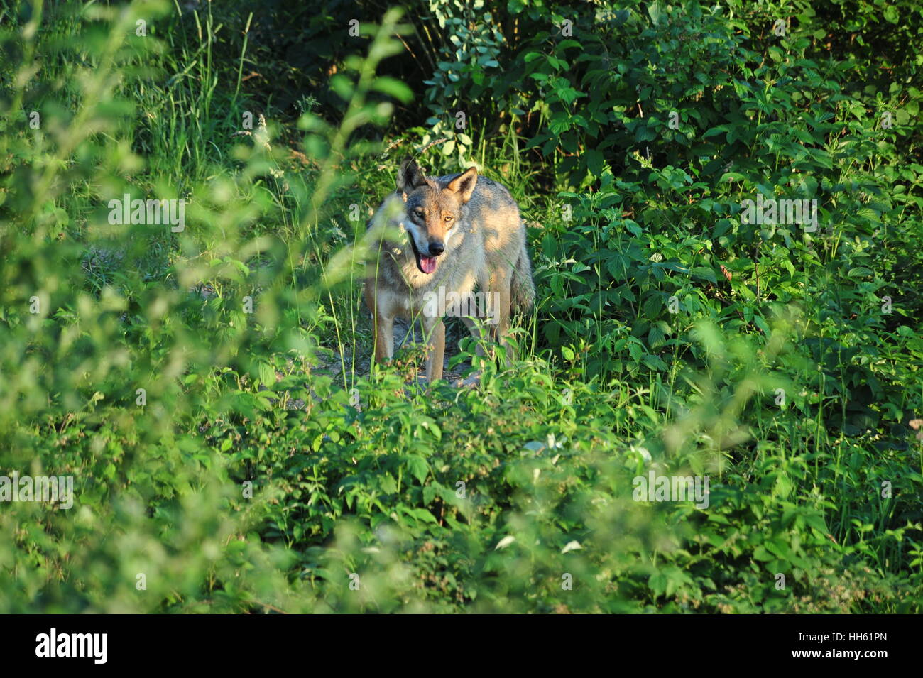 danger, green, wild, predator, wolf, natural preserve, wild animal ...