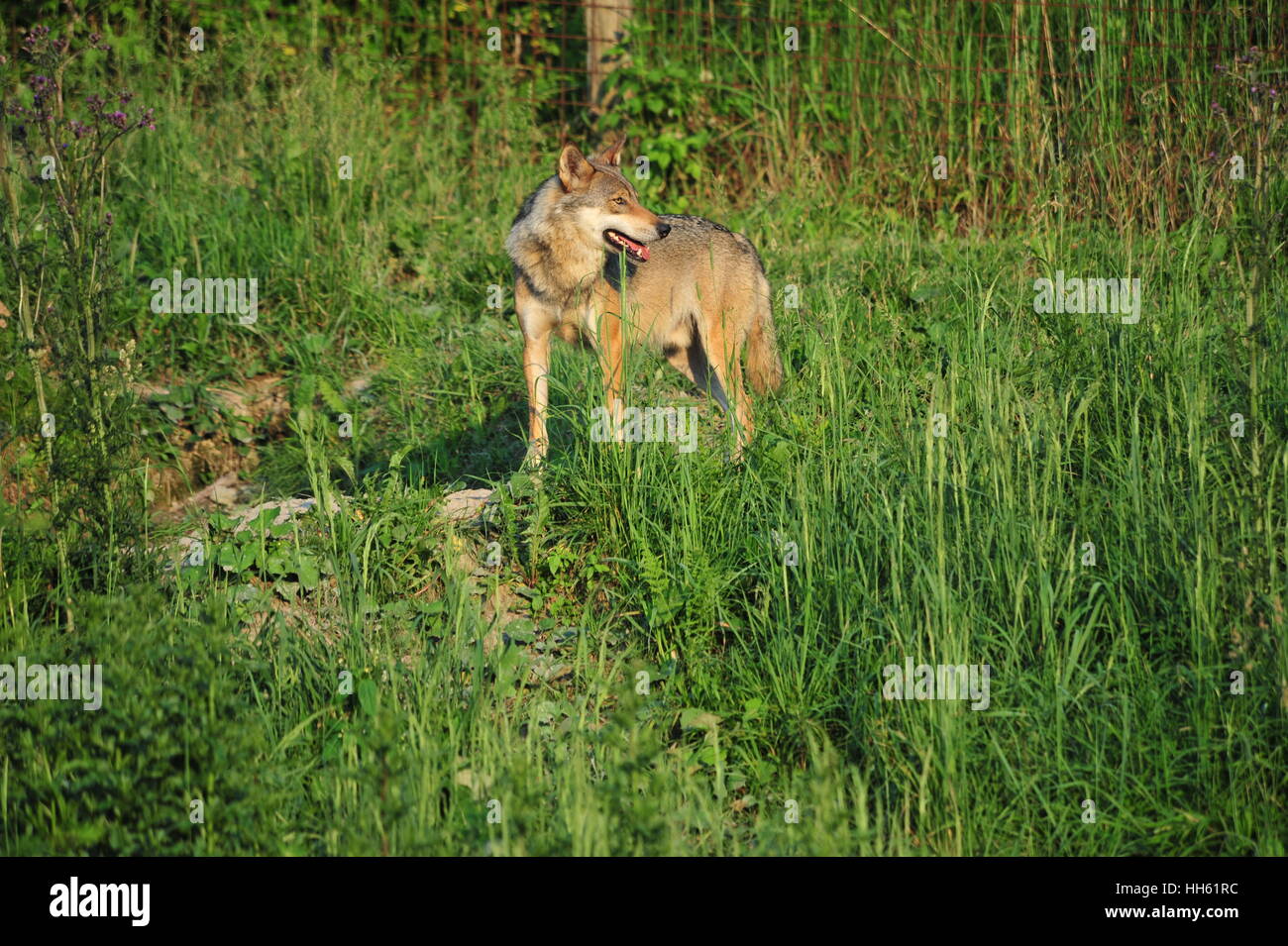 dog, hunt, predator, wolf, natural preserve, wild animal, hunting ...