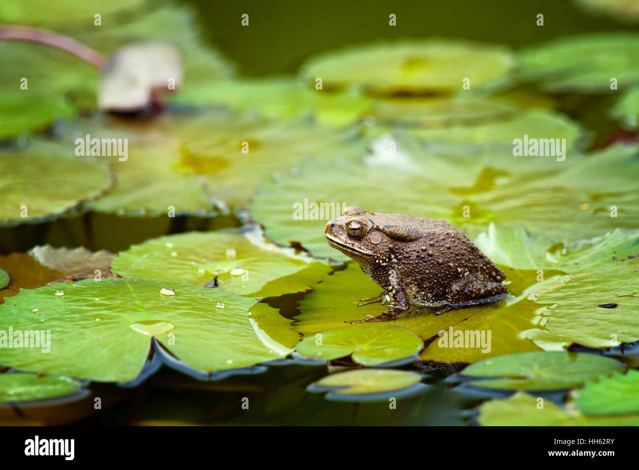 Swamp Frogs