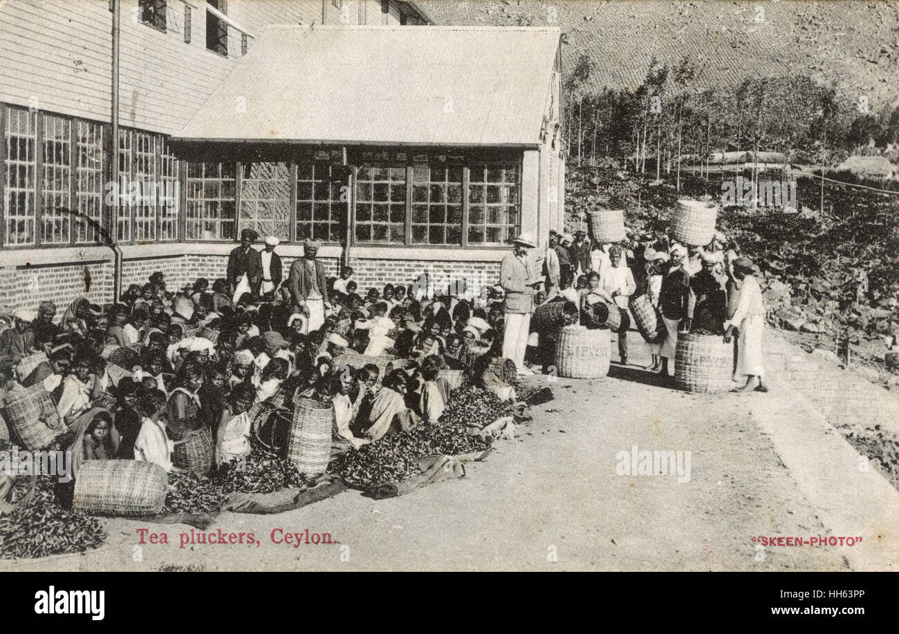 Tea plantation workers, Ceylon (Sri Lanka Stock Photo - Alamy