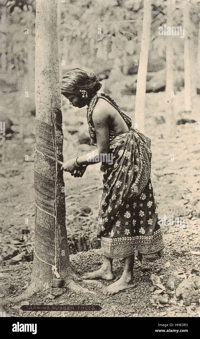 Young woman tapping a rubber tree, Ceylon (Sri Lanka Stock Photo - Alamy