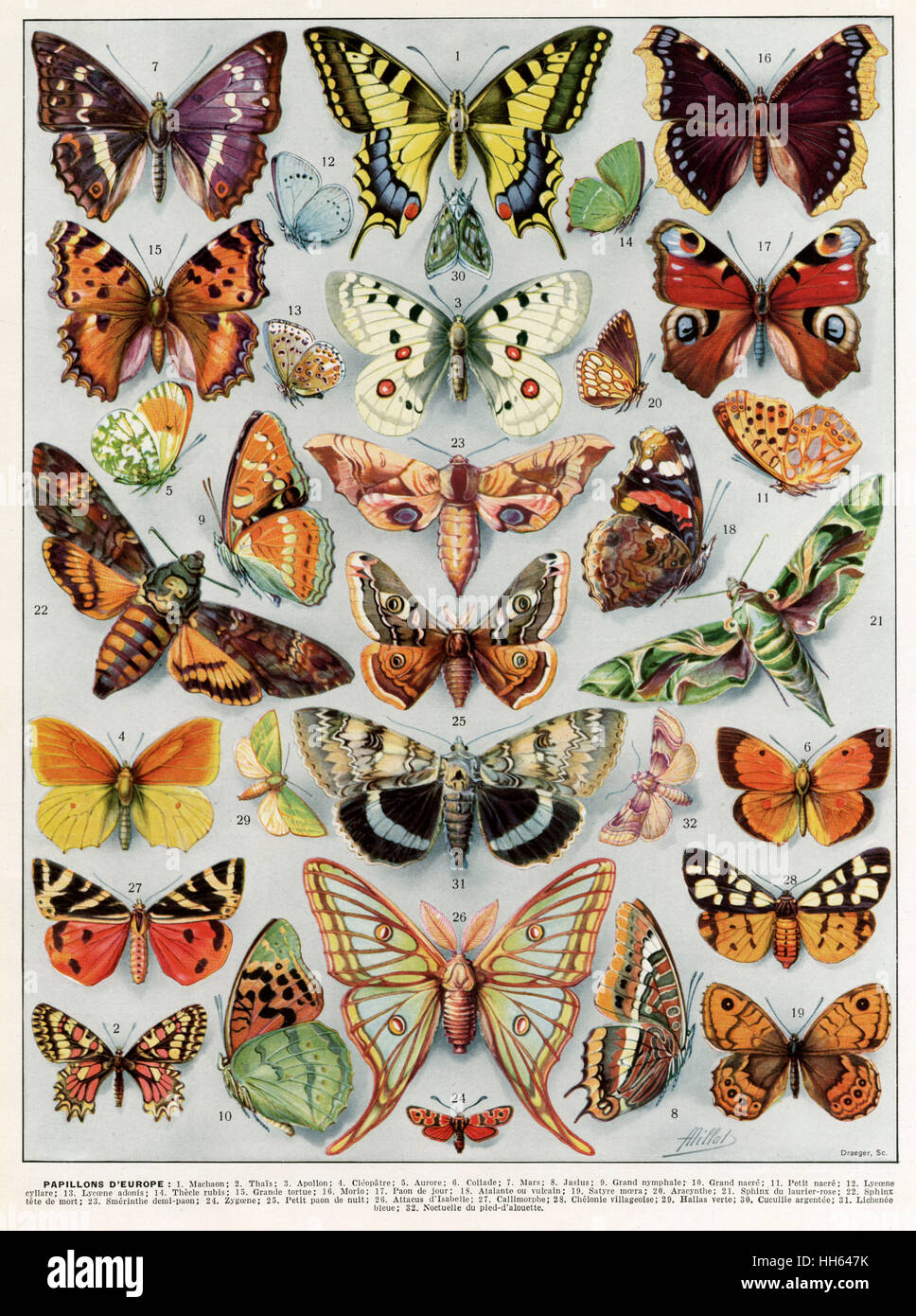 Papillons - butterflies Stock Photo - Alamy