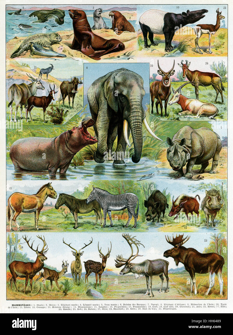 Mammiferes - mammals Stock Photo - Alamy