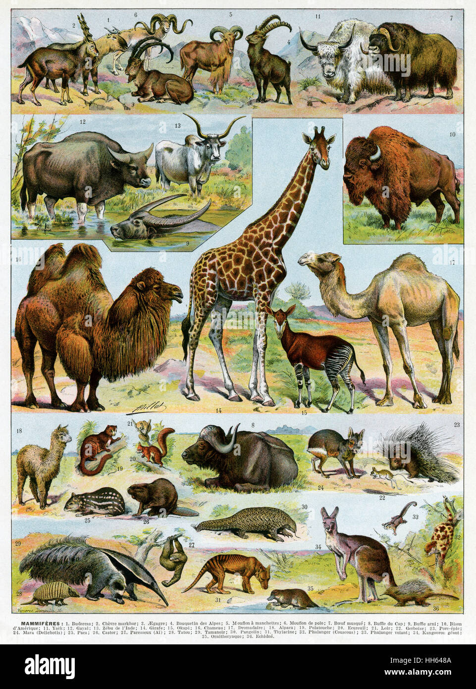 Including Camels High Resolution Stock Photography and Images - Alamy