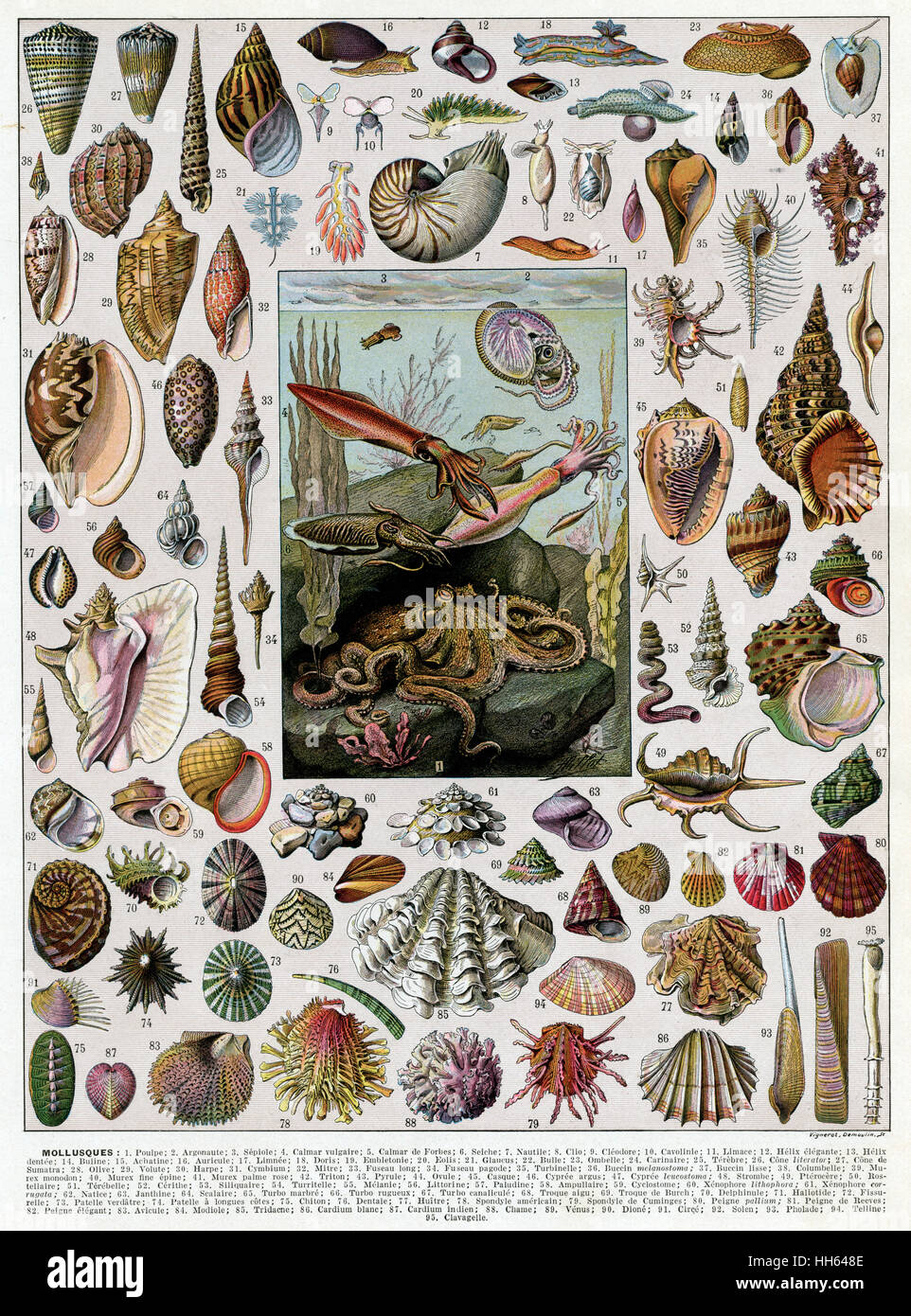 Shells shells hi-res stock photography and images - Alamy