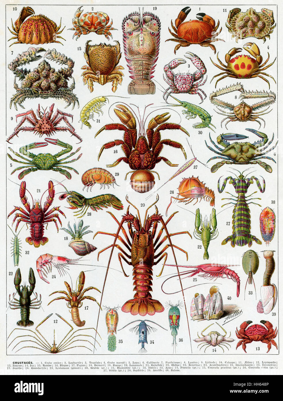 A variety of crustaceans including some rather fierce looking crabs and ...