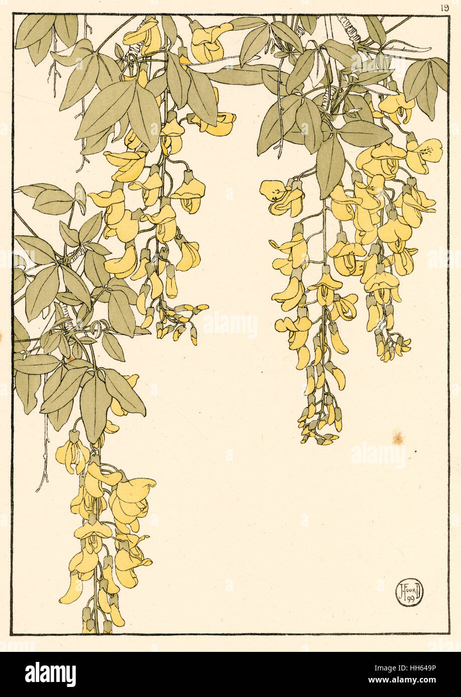 Laburnum blossom hi-res stock photography and images - Alamy