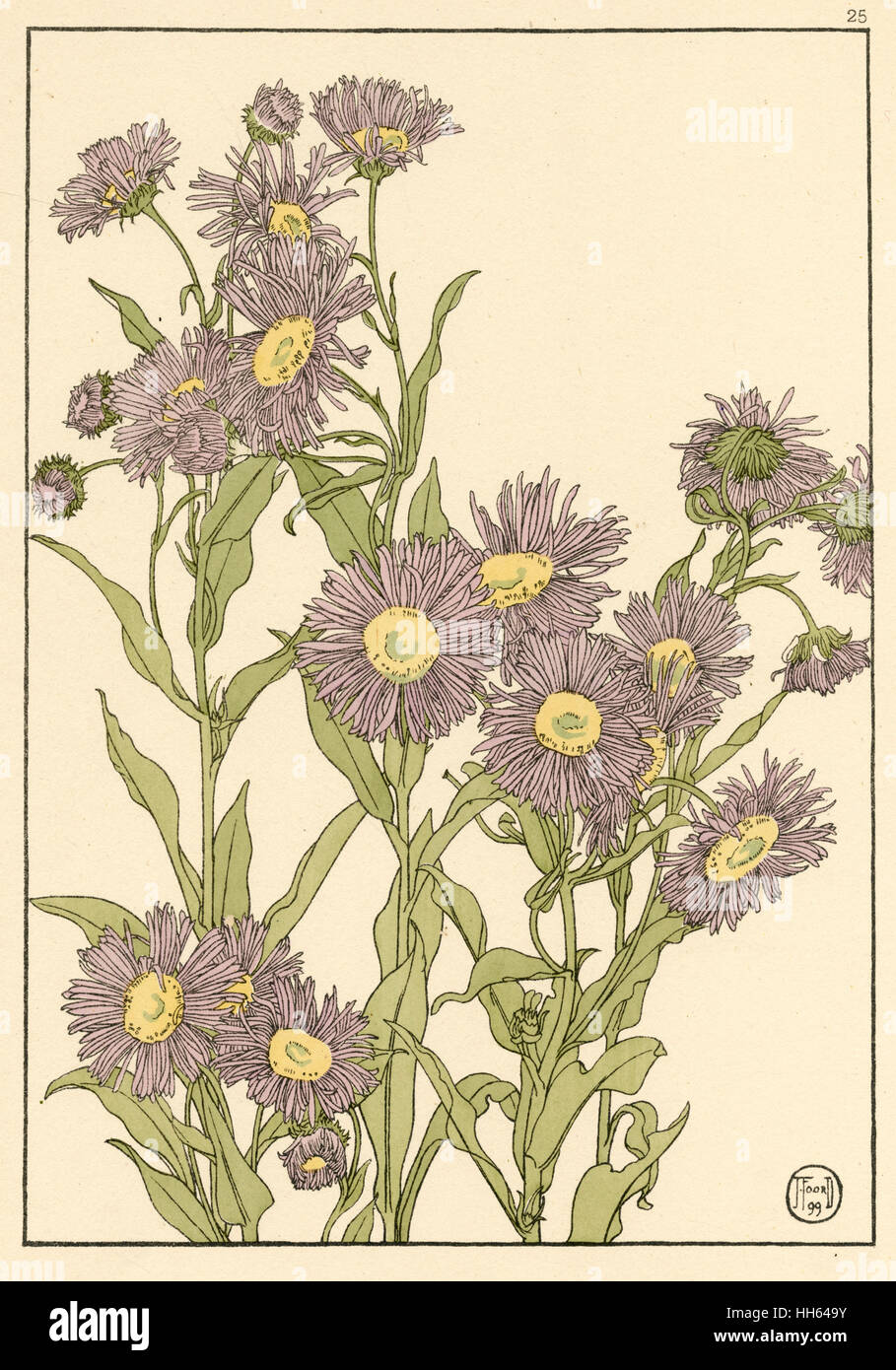 Decorative flower study by Jeannie Foord, of a Michaelmas Daisy ...