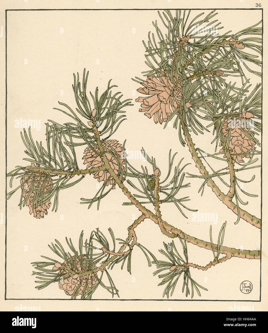 Plants cone hi-res stock photography and images - Alamy